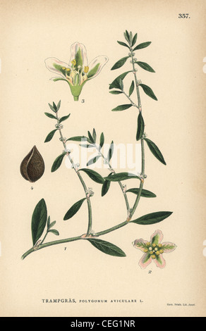 Knotgrass, Polygonum aviculare Stock Photo - Alamy