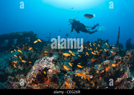 Scuba Diver at Maldive Victory Wreck, North Male Atoll, Indian Ocean ...