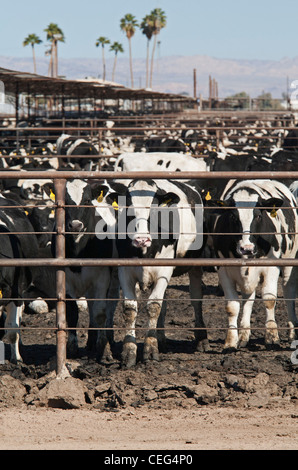 cattle in a feedlot (Concentrated Animal Feeding Operation - CAFO Stock ...