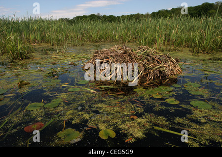muskrat ohio marsh Stock Photo - Alamy