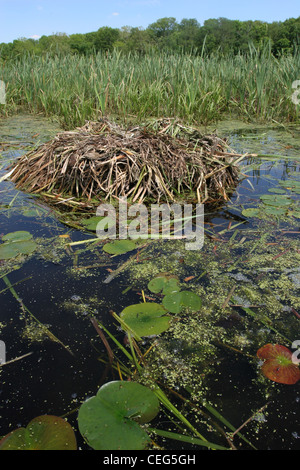 muskrat ohio marsh Stock Photo - Alamy