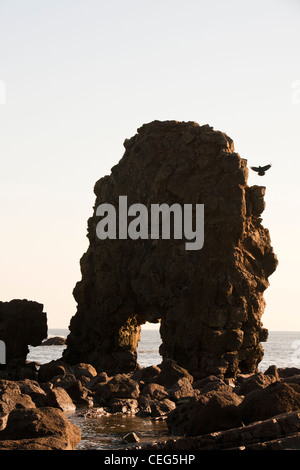 Sea stacks and sea arch on the North East coast at whitburn, between ...