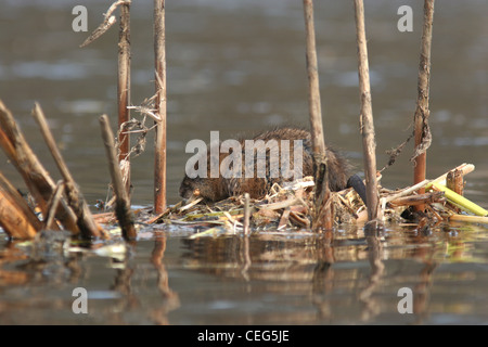 muskrat ohio marsh Stock Photo - Alamy