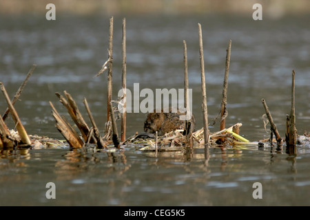 muskrat on lodge marsh pond ohio muskrats Stock Photo - Alamy