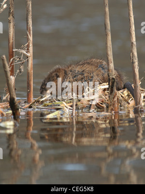 muskrat ohio marsh Stock Photo - Alamy