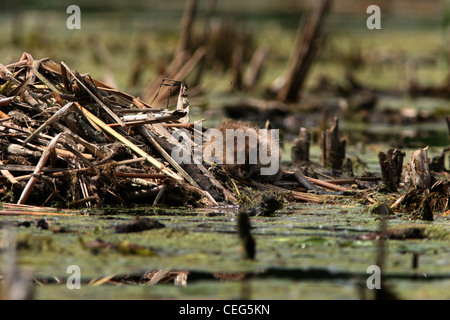 muskrat ohio marsh Stock Photo - Alamy