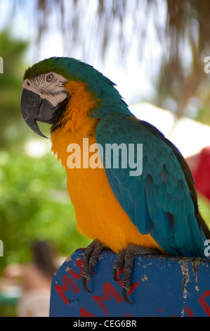 parrot bird sitting on the perch Stock Photo - Alamy