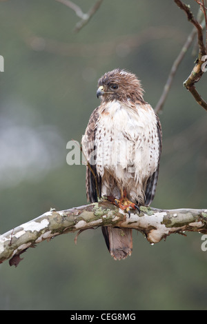 Red-tailed Hawk in the Rain Stock Photo - Alamy