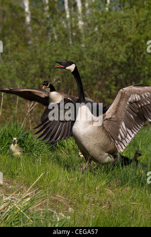 A young Canada goose scaring off a predator. Quebec, Canada Stock Photo ...
