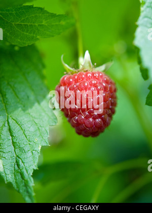 Red raspberry on the vine Stock Photo - Alamy