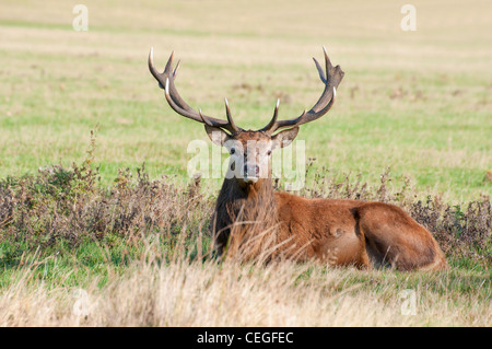 A red deer stag resting after the annual rutting season Stock Photo - Alamy