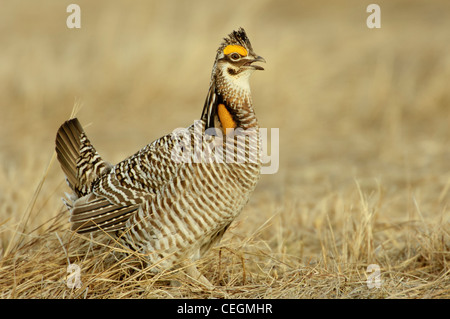Male Greater Prairie Chickens displays in a lek at Bluestem Prairie ...