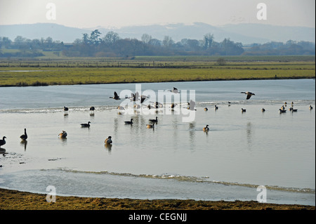 RSPB Pulborough Brooks Nature Reserve in West Sussex UK Stock Photo - Alamy