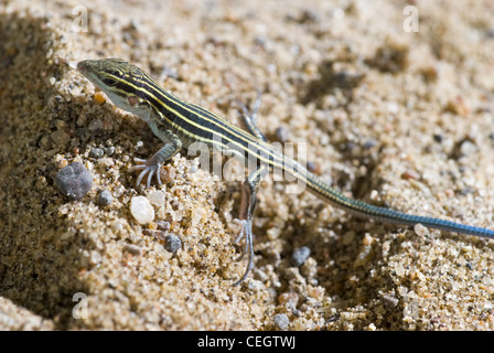 Desert Grassland Whiptail Stock Photo - Alamy
