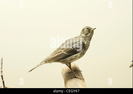 The Rock Pipit is a small bird species adapted to rocky coastal ...