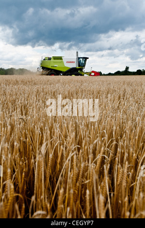 Barley being harvested in Kent, with a combine harvester. The grain is ...