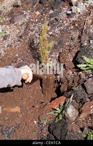 Native species planting in restoration areas focuses on revitalizing ...
