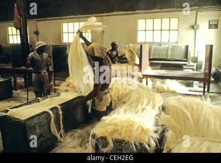processing SISAL at a factory at Kilosa Tanzania Africa managed by ...