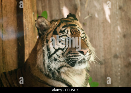 SIBERIAN TIGER skin Stock Photo - Alamy