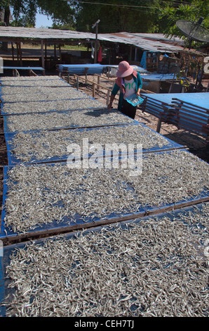 Fish drying racks drying a catch of small fish at Cape Maclear on the ...