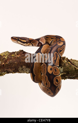 Royal Python Python regius curled round branch Stock Photo - Alamy