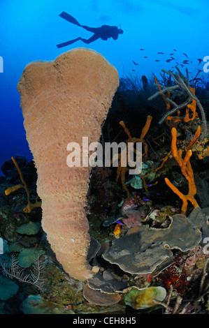 Pink Vase Sponge (Niphates digitalis) on coral reef, Saba, Caribbean ...