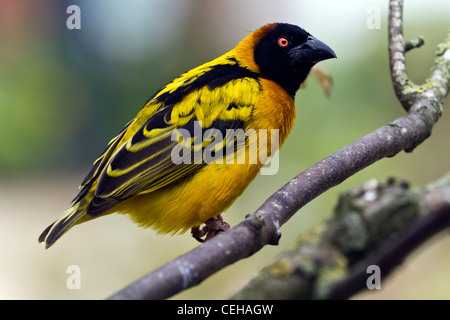 Yellow Weaver bird Stock Photo - Alamy