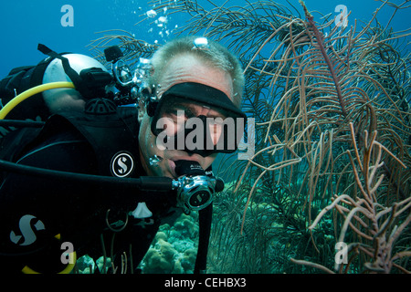 Scuba diver and coral reef Netherlands Antilles Bonaire Caribbean Sea ...