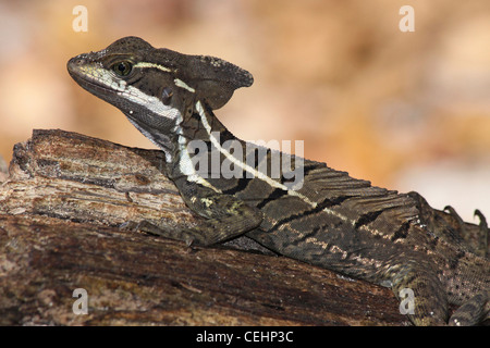 Common Basilisk (Basiliscus basiliscus Stock Photo - Alamy