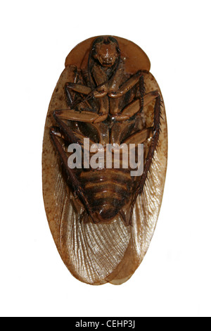 Cockroach ventral view Stock Photo - Alamy