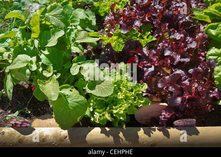 Salad crops growing in a raised bed Stock Photo - Alamy