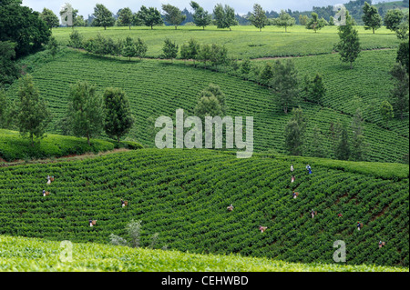 Africa KENYA Tigoni , tea harvest at fairtrade tea garden in the ...