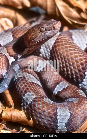 The Copperhead, a venomous snake of North America, is known for its ...