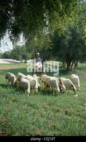 Saudi Arabian Donkey Stock Photo - Alamy
