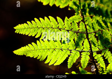 Green leaves are seen backlit by the sun in London Stock Photo - Alamy