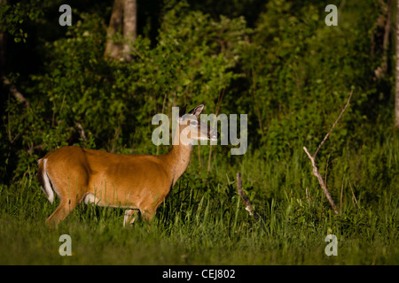 WHITETAIL DEER mating (Odocoileus virginianus) with second male Stock ...
