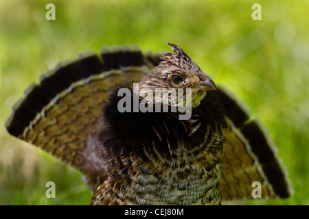 Ruffed Grouse, male, drumming Spring courtship display Rocky Mountains ...