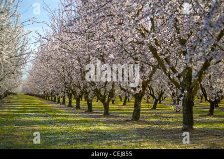 Rows of flowering almond tree grove blossoms in California USA Stock ...