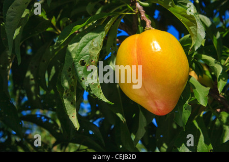 Agriculture – Closeup of a Dolly plum on the tree, ripe and ready for ...