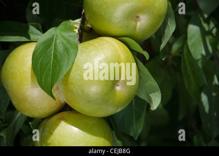 Agriculture – Closeup of Flavor Queen pluots on the tree, ripe and ...
