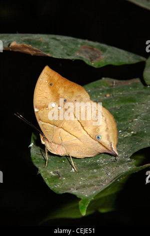 Leaf Butterfly,Kallima rumia Stock Photo - Alamy