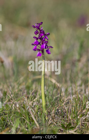 Small orchid, Anacamptis morio, Orchis morio Stock Photo - Alamy