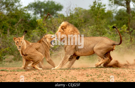 Lioness (Panthera leo) fighting with male lion on savanna, Masai Mara ...