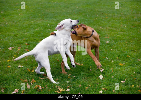 Two dogs chasing each other in shallow water, playing chase during a ...