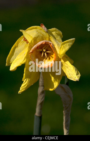 whithering yellow tulips Stock Photo - Alamy