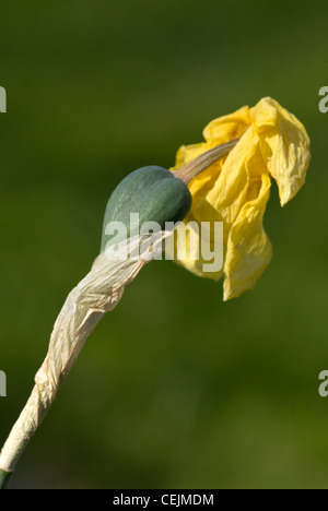 whithering yellow tulips Stock Photo - Alamy