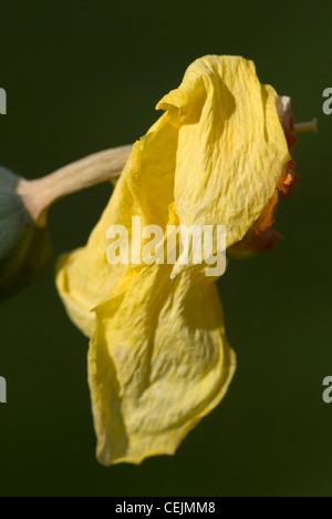 whithering yellow tulips Stock Photo - Alamy