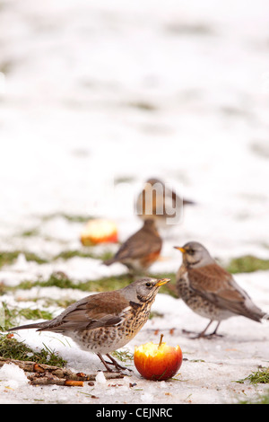Fieldfares (Turdus pilaris) in a British winter garden, Britain, UK ...
