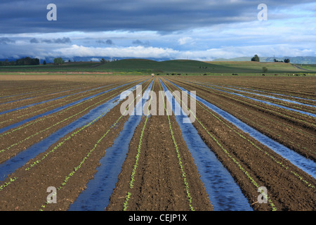 Field of seedling sunflowers being furrow irrigated. Siphon tubes ...