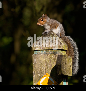 Grey Squirrel in late summer on top of waymarker post Cannock Chase ...